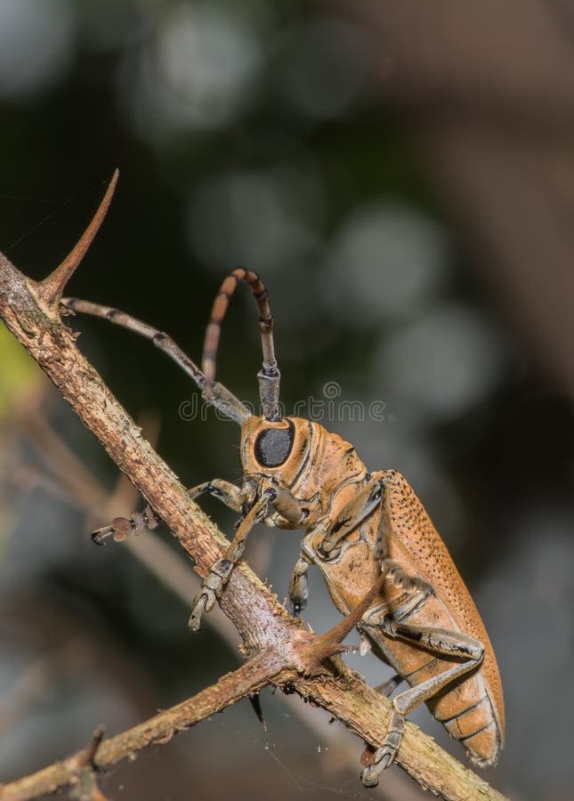 Long Horned beetle stock image. Image of insect, tree - 78193877