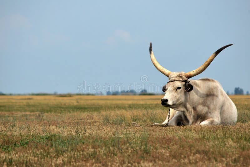 Long horned cattle stock photo. Image of field, sits - 11001826