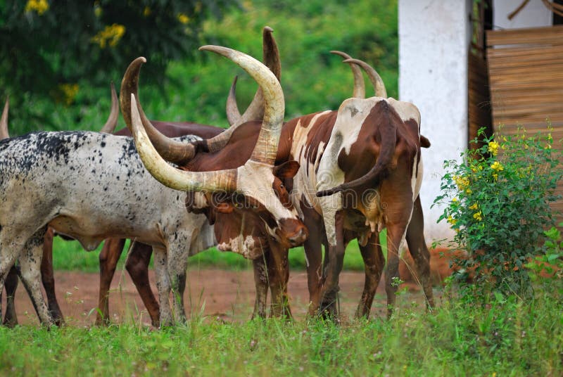 Long horned cow stock photo. Image of unique, horn, farm - 16270560