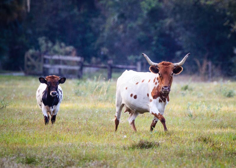 Cracker Cattle stock photo. Image of fields, meadows - 57714382
