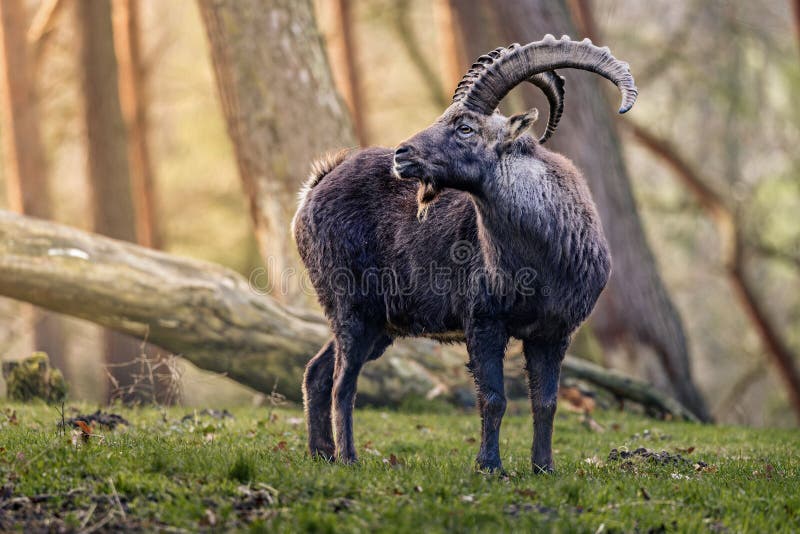Long-horned Goat in a Grassy Field by Tree Branches Stock Image - Image ...