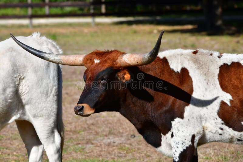 Long Horned Steer Profile Shot Stock Image - Image of sheep, bull ...