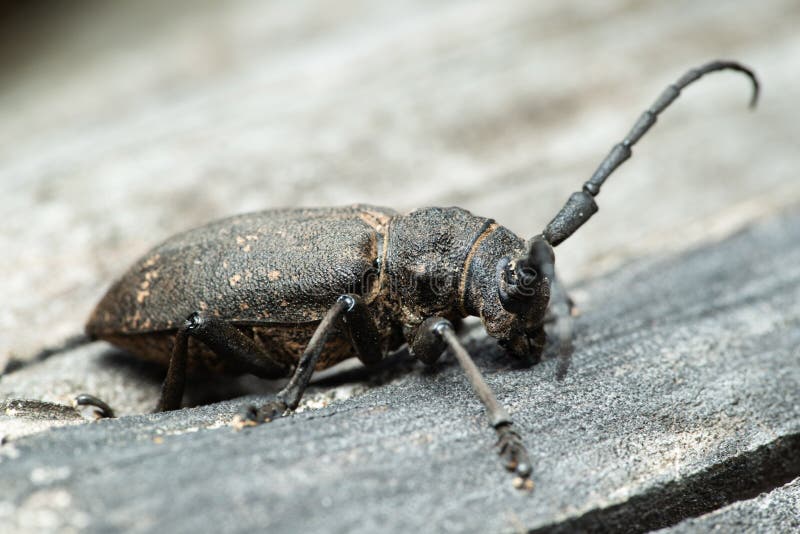 Long-horned weaver beetle stock image. Image of insect - 248912059