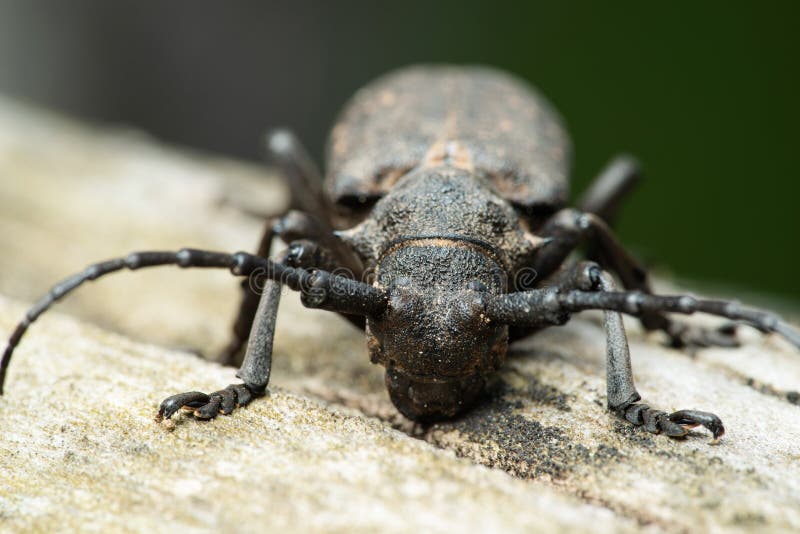 Long-horned weaver beetle stock image. Image of lumberjack - 251095813