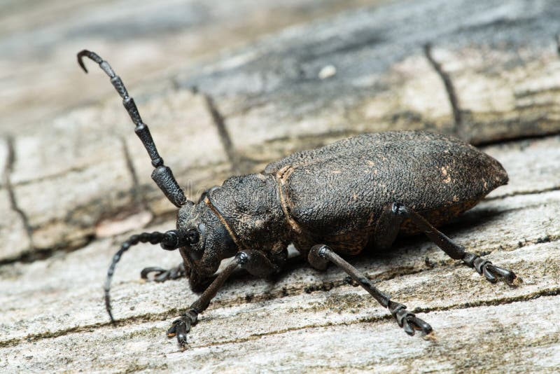 Weaver Beetle (lamia Textor). Found in a Willow Bush in South Poland ...