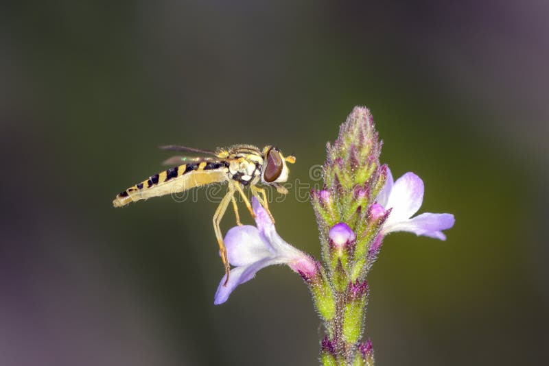 Long Hoverfly - Sphaerophoria Scripta with Verbena Officinalis Stock ...