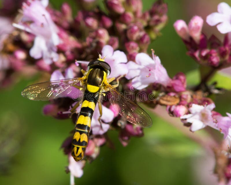 Long Hoverfly (Sphaerophoria Scripta) Stock Photo - Image of flowers ...