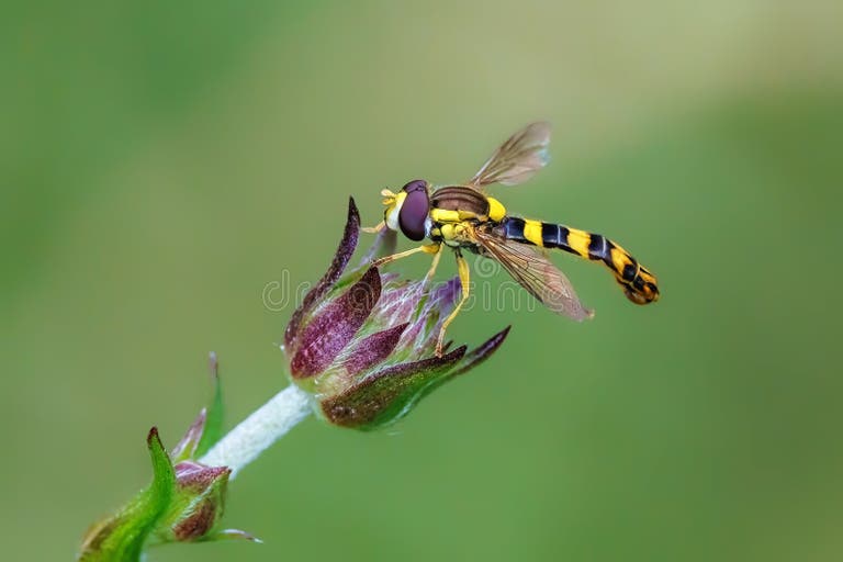 The Long Hoverfly - Sphaerophoria Scripta Feeding on a Flower. Stock ...