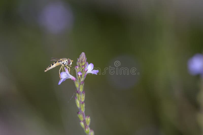 Long Hoverfly - Sphaerophoria Scripta with Verbena Officinalis Stock ...