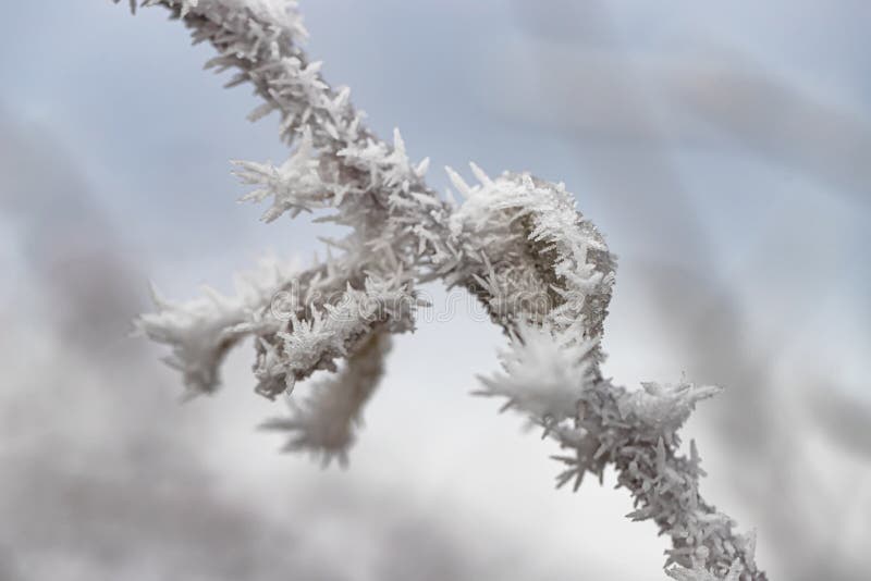 Long Ice Crystals on Frozen Tree Branches Stock Photo - Image of white ...