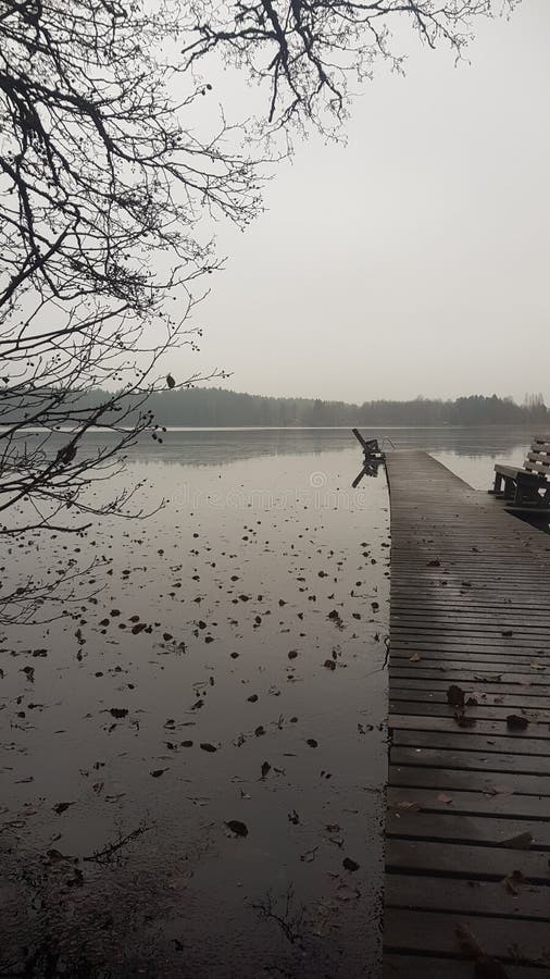 Old tree stock photo. Image of winter, naked, twisted - 103154388