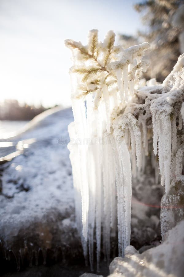 Long icicles frozen branch stock image. Image of frosty - 59140241