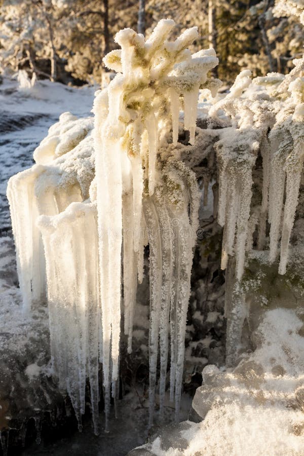 Long Icicles Hanging from Frozen Branch Stock Photo - Image of frosty ...