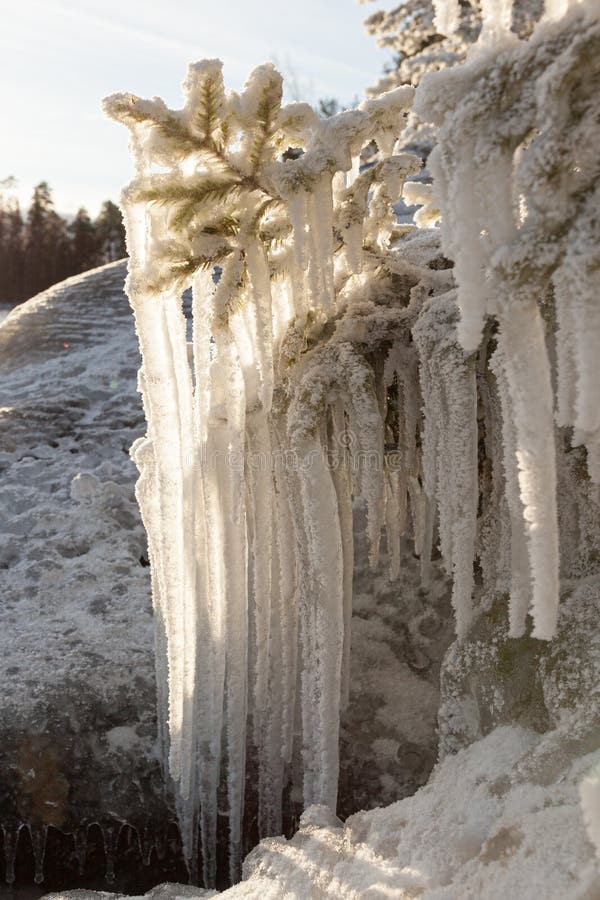 Long Icicles Hanging from Frozen Branch Stock Photo - Image of frosty ...