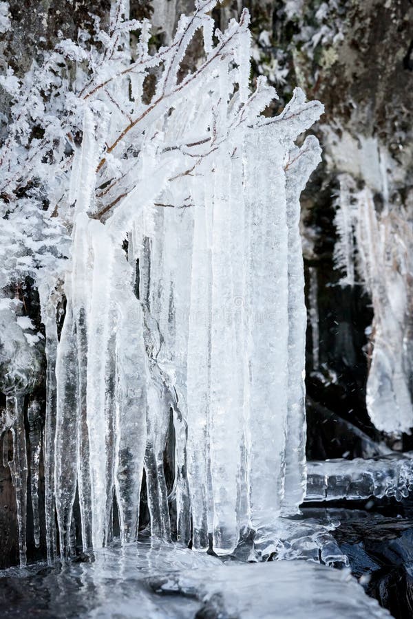 Long Icicles Hanging from Frozen Branch Stock Photo - Image of frosty ...