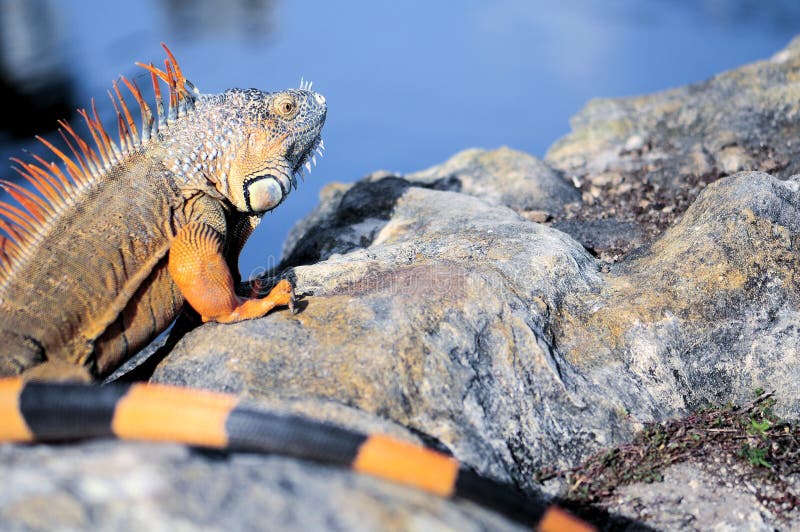 Iguane coloré photo stock. Image du créature, domestiqué - 20845704