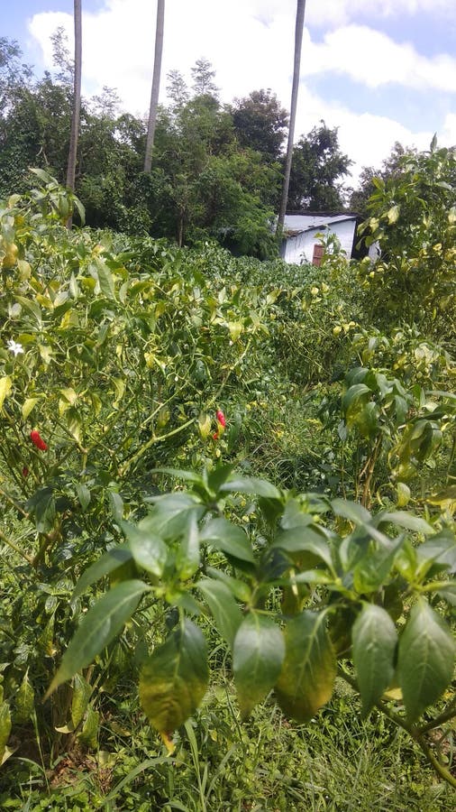 Long Indian Greeen and Red Chilli Tree Harvesting with Red Chilli in ...