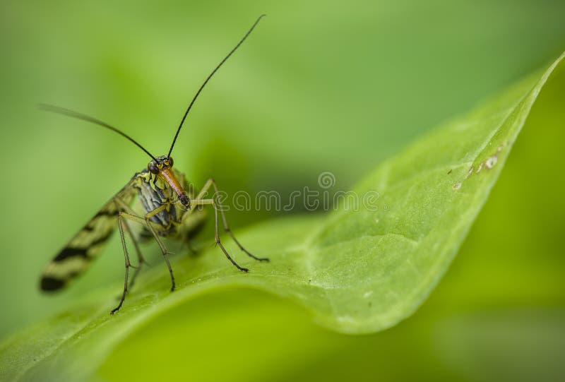Long Insecte De Nez Sur La Feuille Verte Image stock - Image du ...