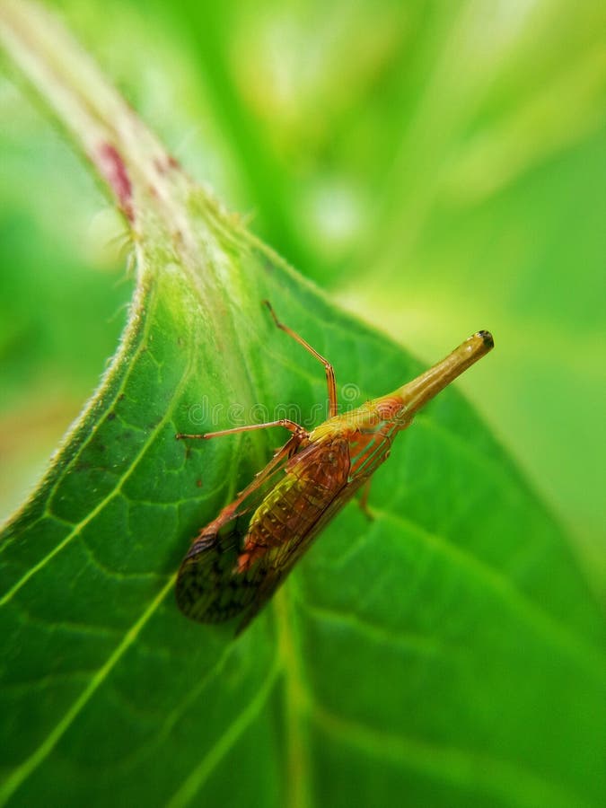 Insecte avec un long nez image stock. Image du anomalie - 41807721