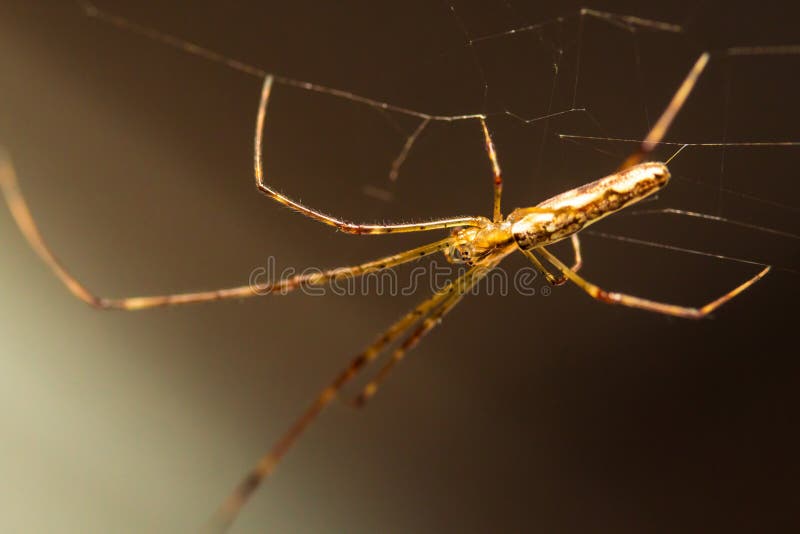 A Long-jawed Orb-weaver Spider Tetragnatha Sp Eating a Damselfly that ...