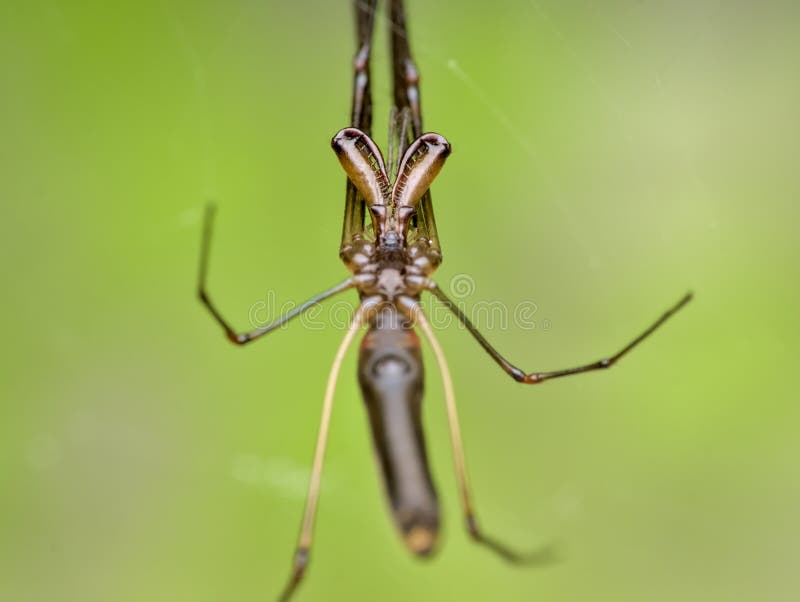 Long Jawed Orb Weavers Spider Hang on the Web Stock Photo - Image of ...
