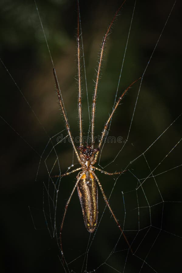 A Long-jawed Orbweaver Spider on Its Web Against a Dark Background ...