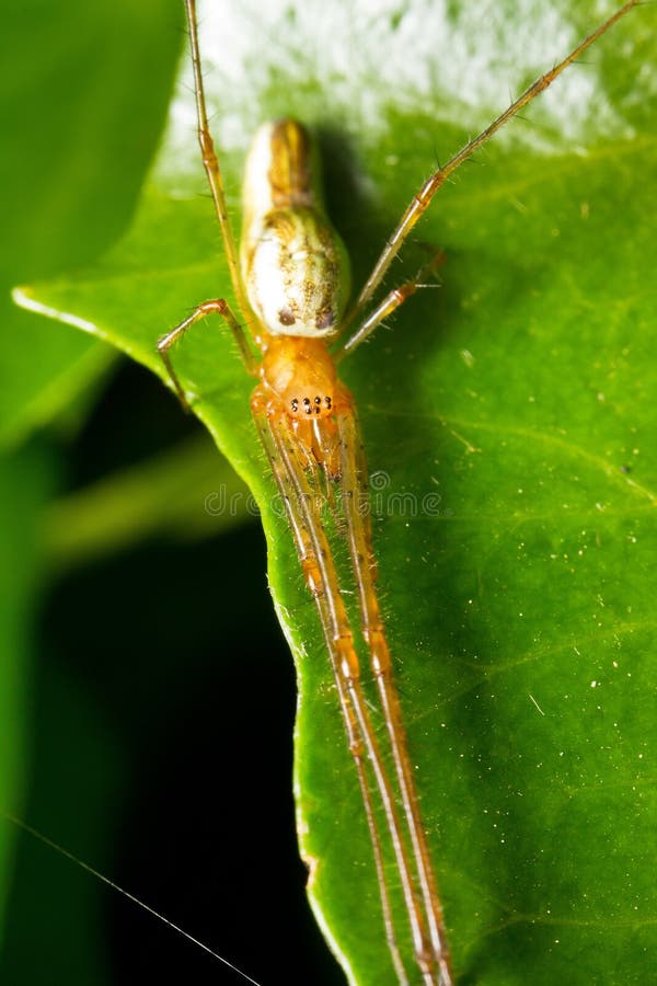 Long jawed spider stock photo. Image of macro, insect - 25529862