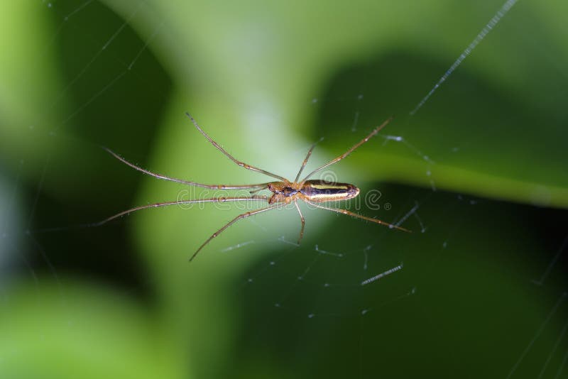 Spider Bottom on Lighten Spider Web in the Sunshine and Darkness ...