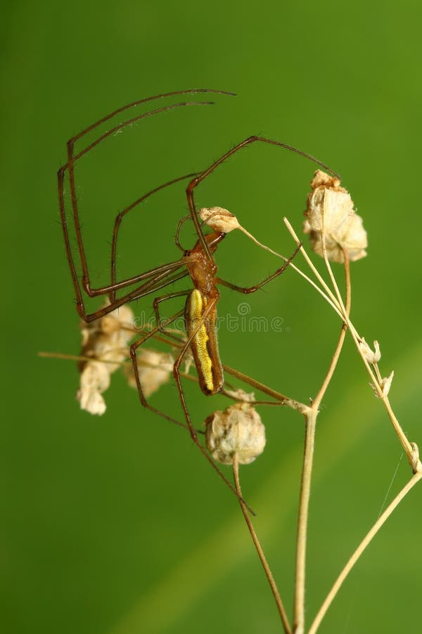 Long Jawed Spider on the Green Backround Stock Image - Image of ...