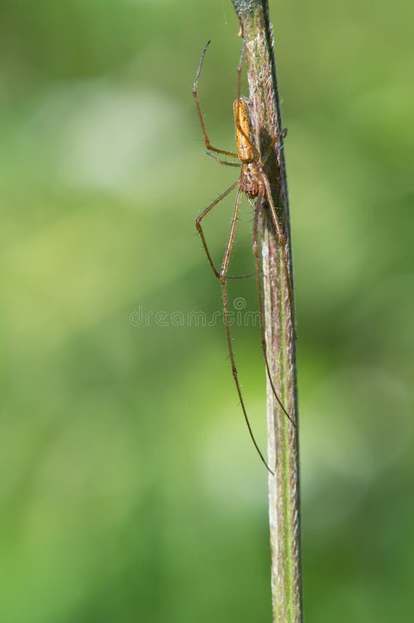 Long Jawed Spider (Tetragnatha Extensa) Stock Image - Image of detail ...