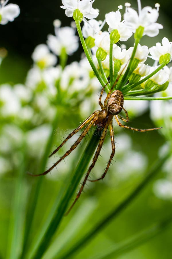 Long Jawed Spider Tetragnatha Extensa Long-Jawed Orb Weaver Spider ...