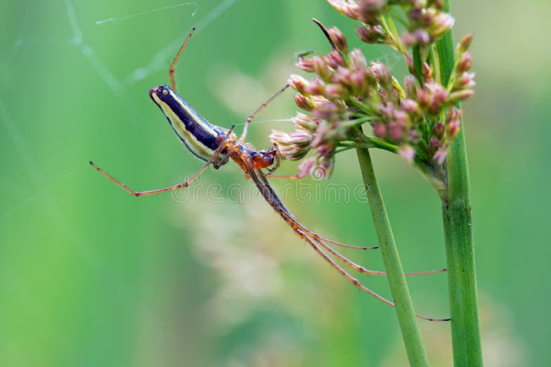 Long Jawed Spider (Tetragnatha Extensa) Stock Photo - Image of ...