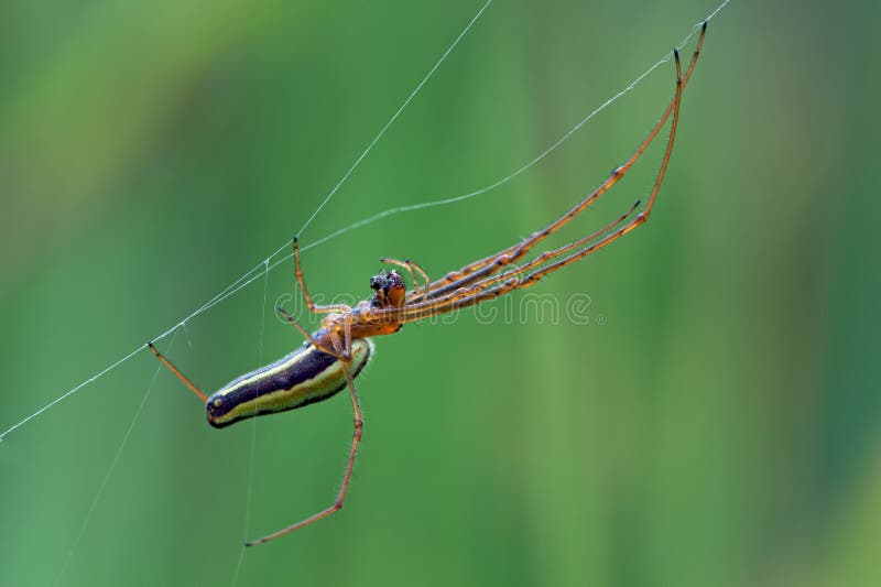 Long Jawed Spider (Tetragnatha Extensa) Stock Image - Image of organism ...