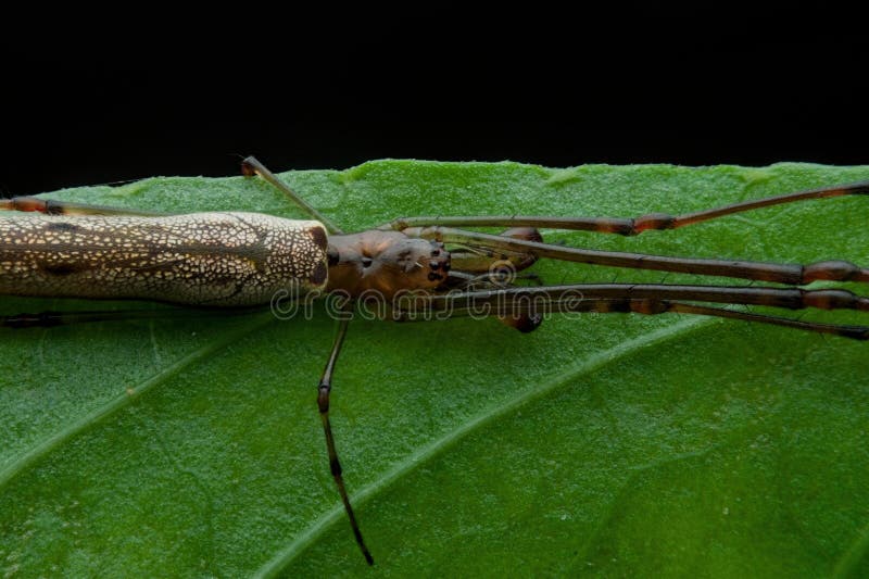 Long Jaws Spider on the Leaf Stock Image - Image of insects, spider ...
