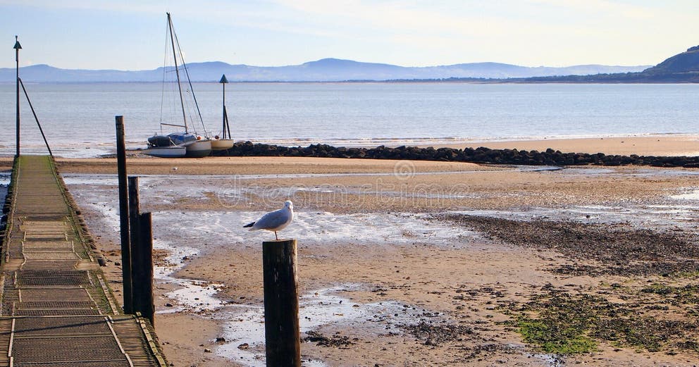 Long John Seagull stock photo. Image of boards, pier - 27247768