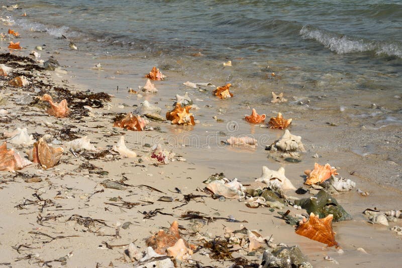 Long Kay beach stock photo. Image of gigas, left, animal - 105137370