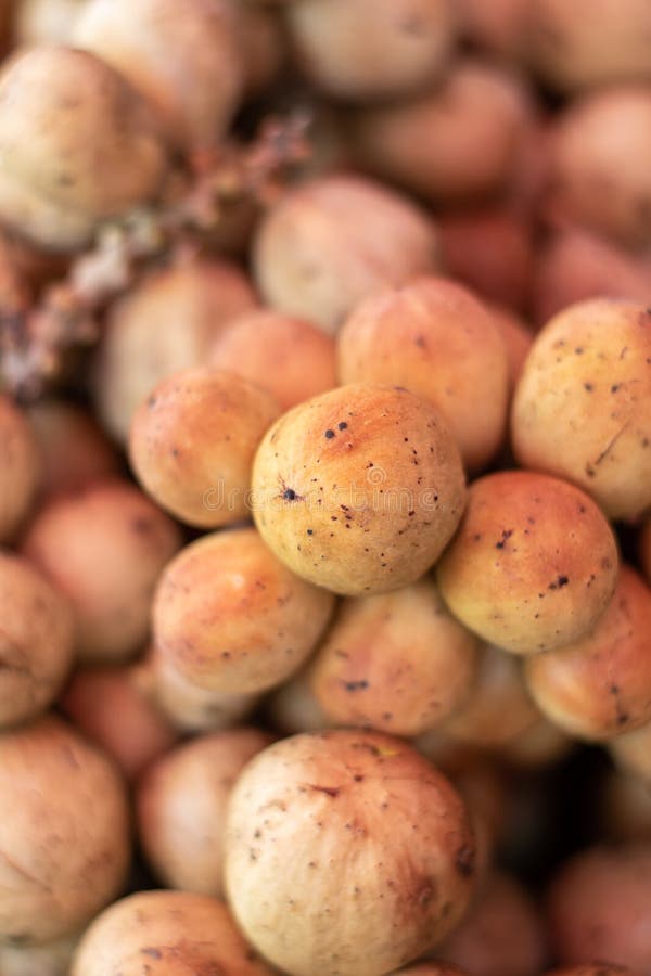 Long kong Thai fruit stock image. Image of agriculture - 277867669