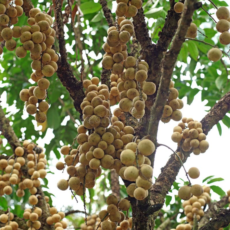 Long kong on tree stock photo. Image of vegetable, food - 73214132