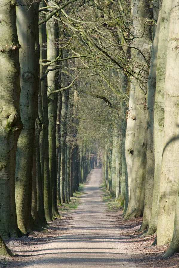 Long lane in forest stock image. Image of season, long - 24565629