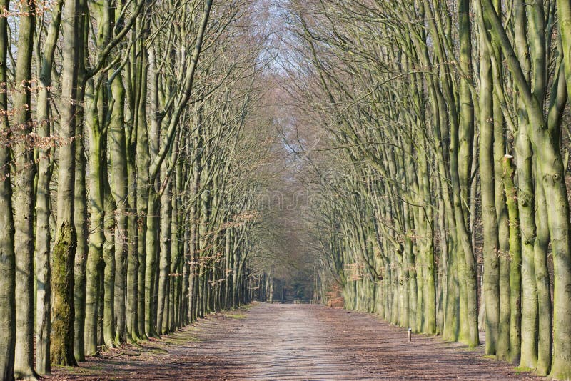 Long lane in forest stock image. Image of spring, walking - 24565669
