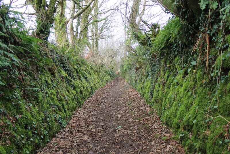 The long lane stock image. Image of countryside, long - 165832359