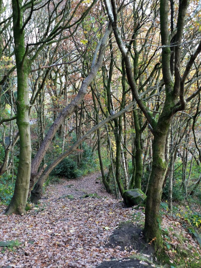 Leaf Covered Pathway Though Dark Autumn Forest with Dense Trees and ...