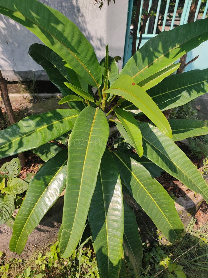 Long Leaf of Ficus Calossa & X28;ilat-ilatan& X29; Stock Image - Image ...