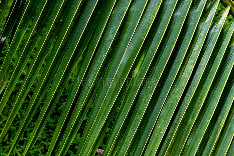 Long leaf in garden stock photo. Image of green, garden - 98278448