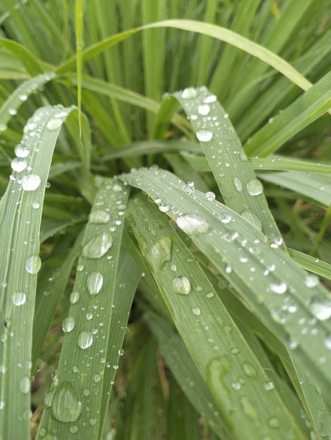 Long-leaf Wax Flower or Philotheca Myoporoides Flowering Plant Branches ...