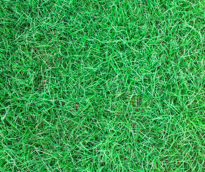 Long Leaf of Green Grass Texture Background Stock Image - Image of leaf ...