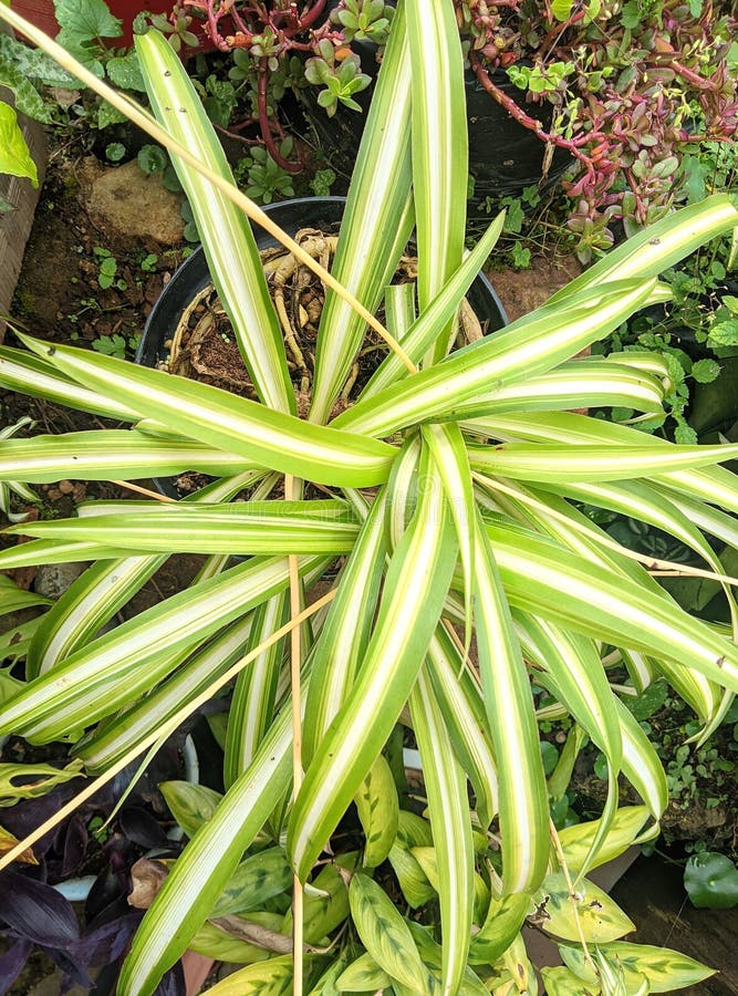 Long Leaf Green Plant with White Outline in Flowerpot Stock Photo ...