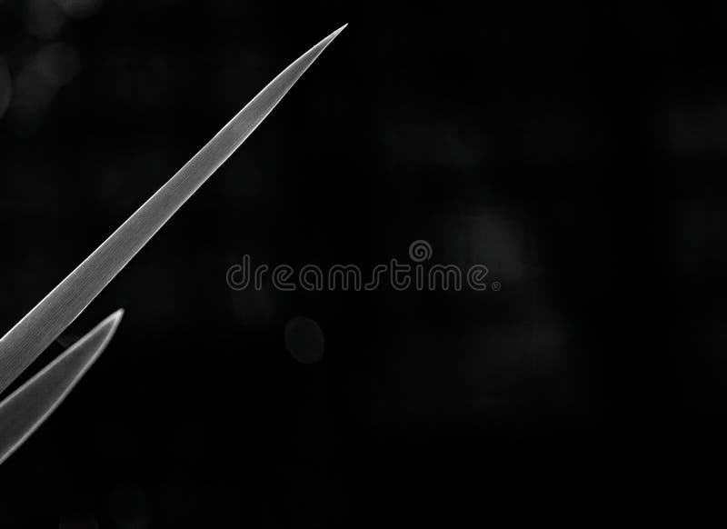 Long Leaf from a Ornamental Plant. Black and White Abstract Background ...