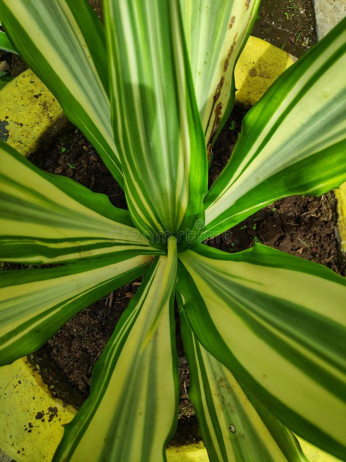 Long Leaf Ornamental Plant with Green and White Pattern. Indonesian ...