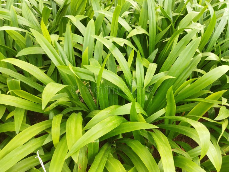 Long leaf plant stock photo. Image of grass, lawn, overlapping - 293365580
